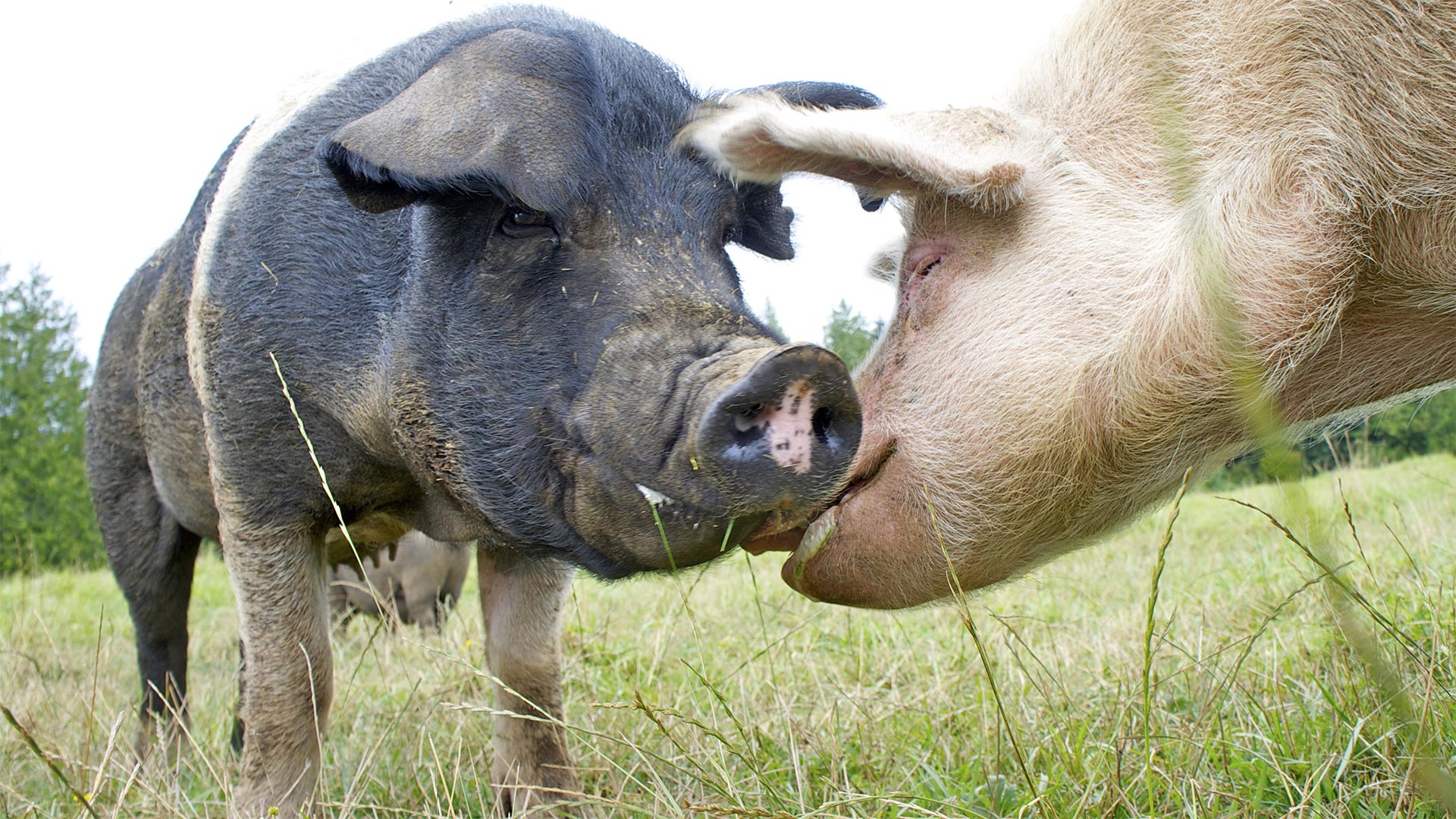 Pigs Peace Sanctuary